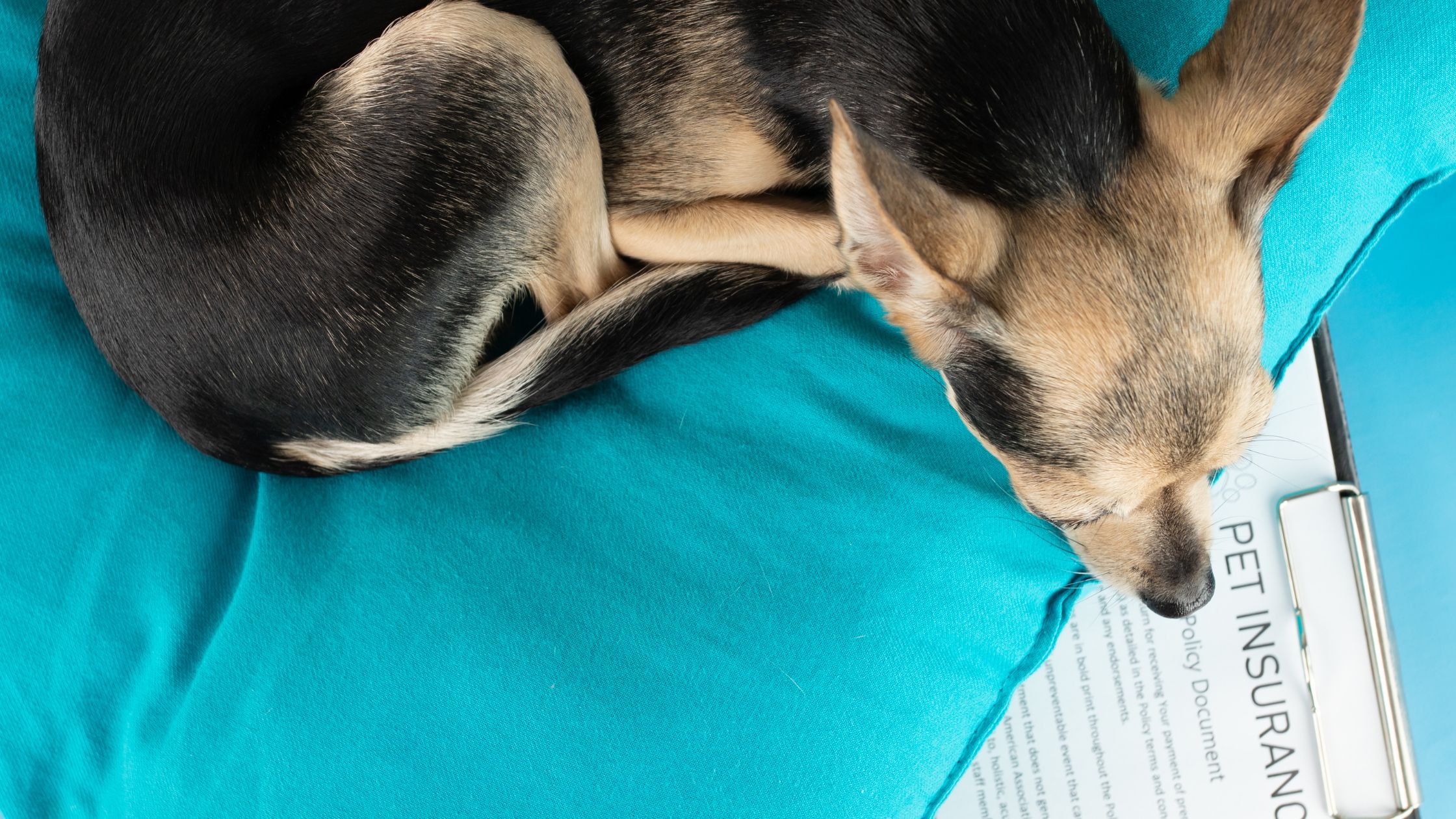 The benefits of pet insurance | Where's Wally H?